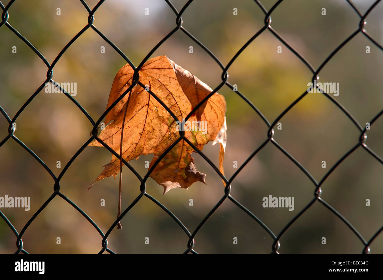 Autumn maple leaf in wire fence Stock Photo - Alamy