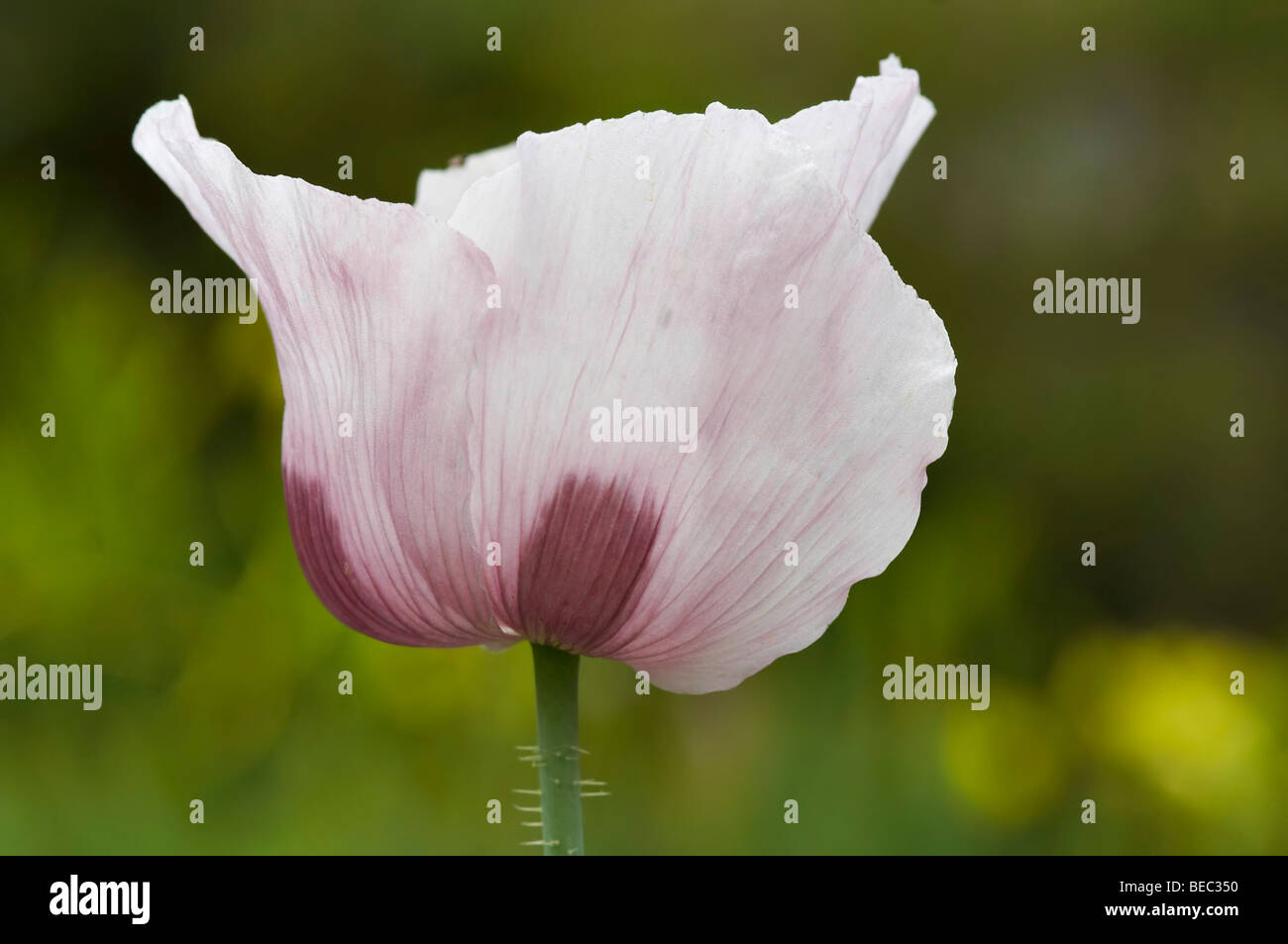 Poppy blossom flower plant hi-res stock photography and images - Alamy
