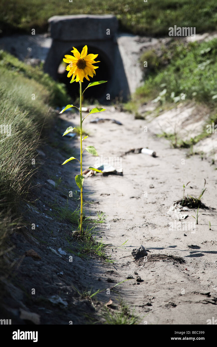 Blossom In The Gutter High Resolution Stock Photography and Images - Alamy