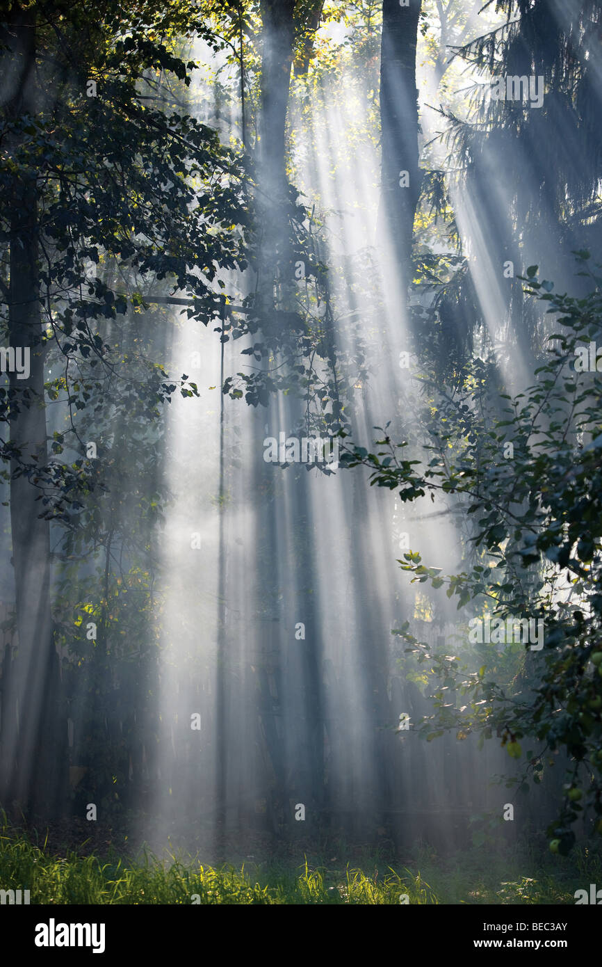 Tree beams of light hi-res stock photography and images - Alamy