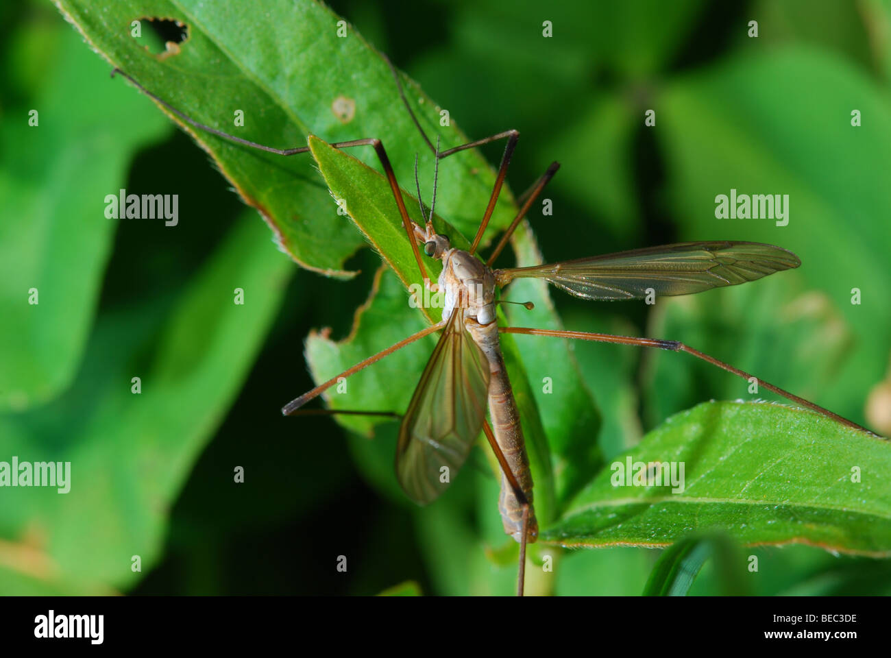 Crane flies mating hi-res stock photography and images - Alamy
