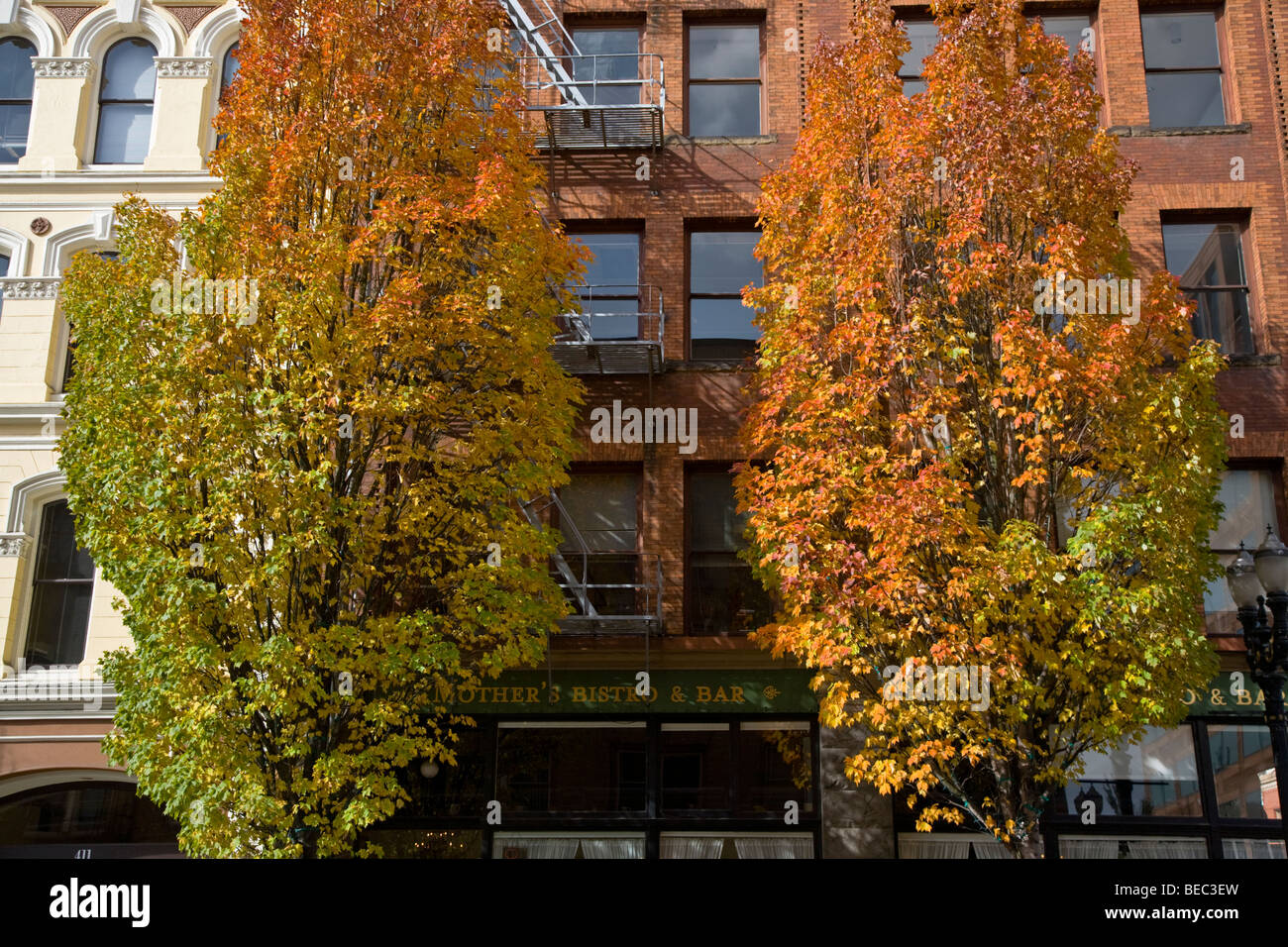 Fall coloured trees in the street, Portland, Oregon, USA Stock Photo ...