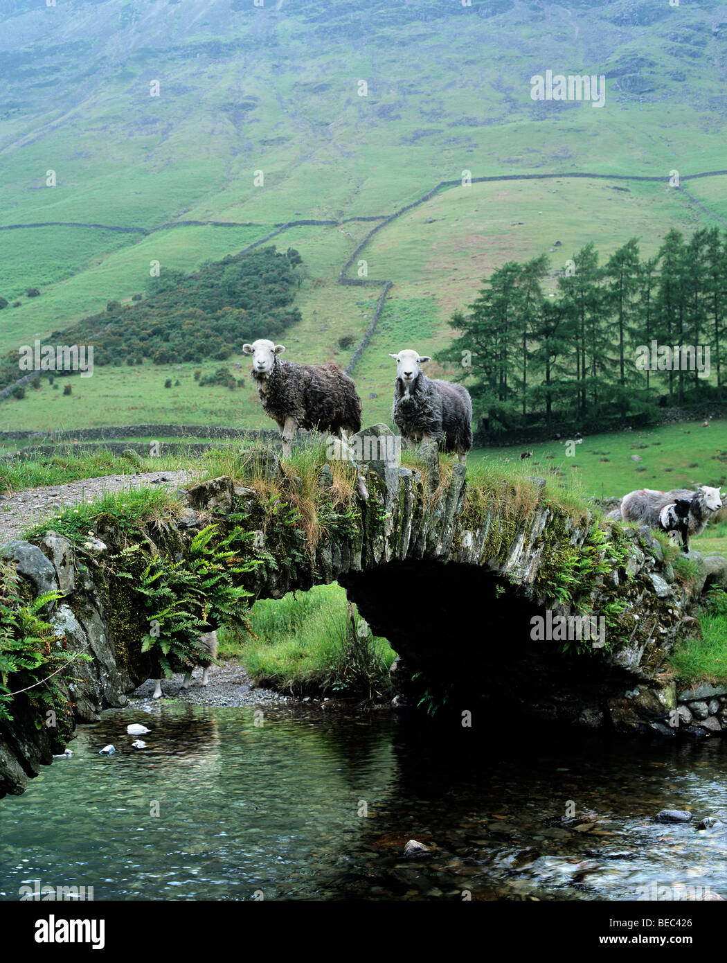 Sheep bridge hi-res stock photography and images - Alamy