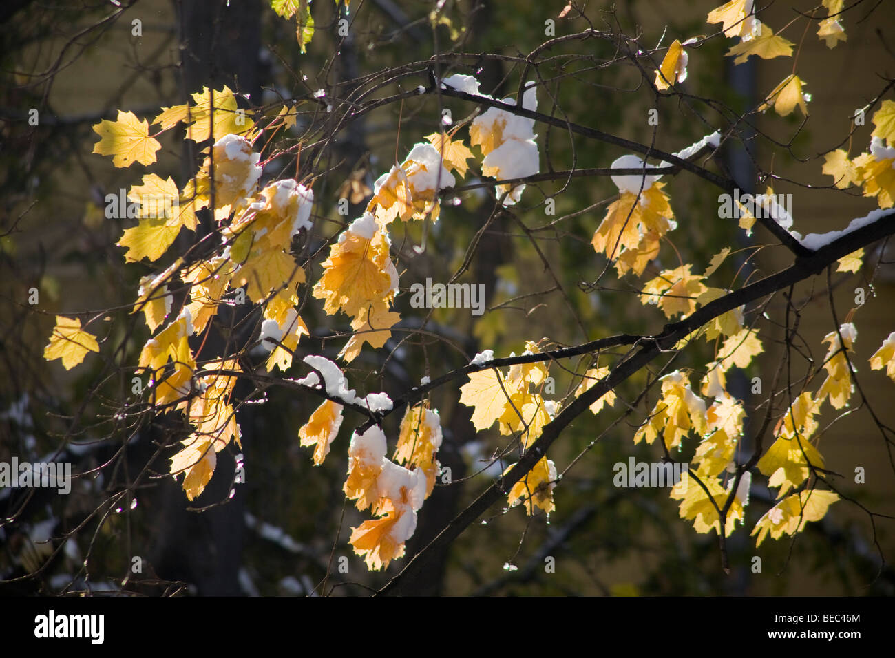 First snowy days hi-res stock photography and images - Alamy