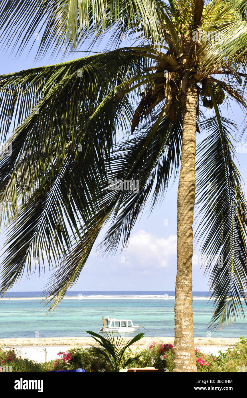 Single Palm tree on Diani Beach Kenya Africa Stock Photo - Alamy