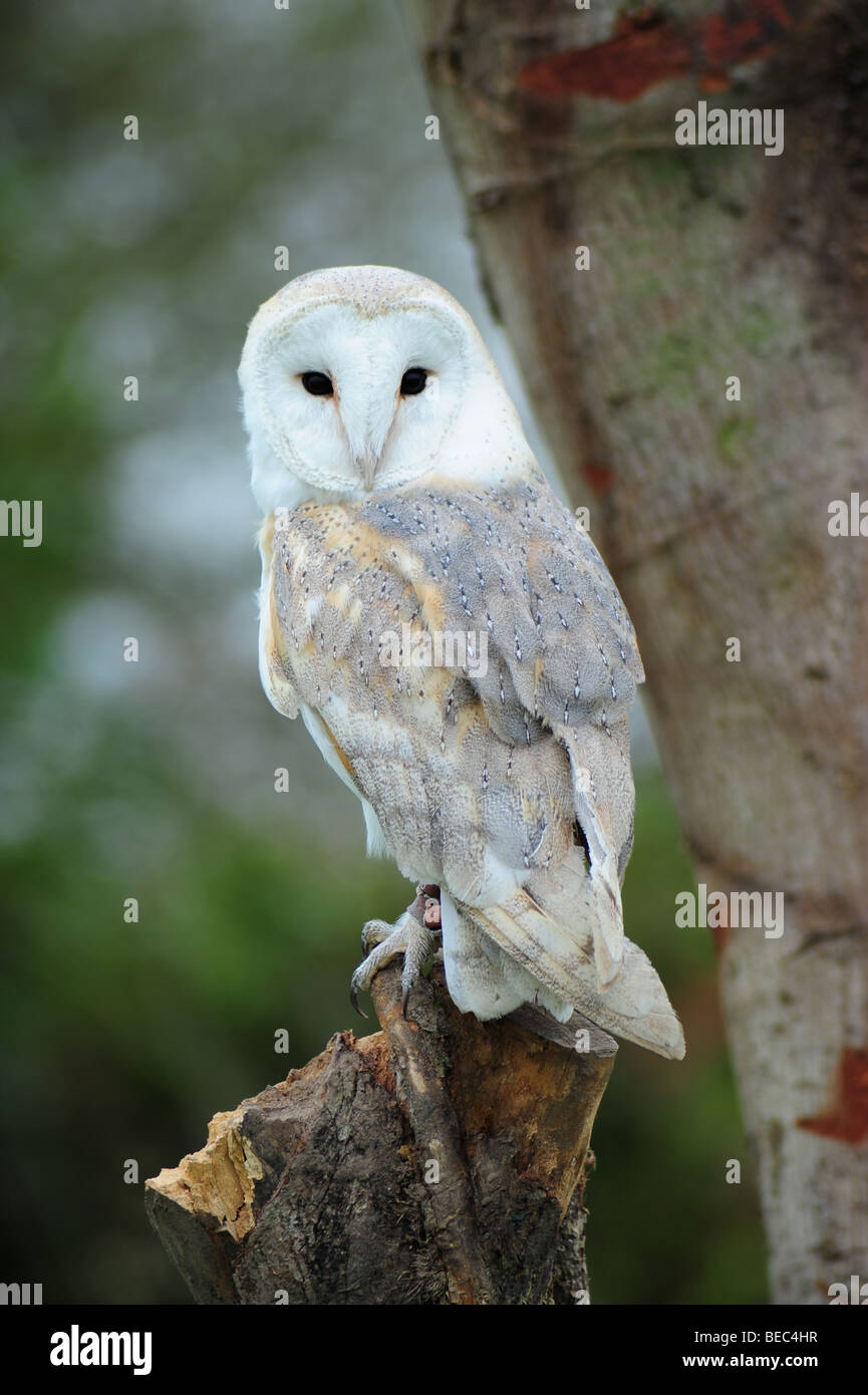 Owl owls birds hi-res stock photography and images - Alamy