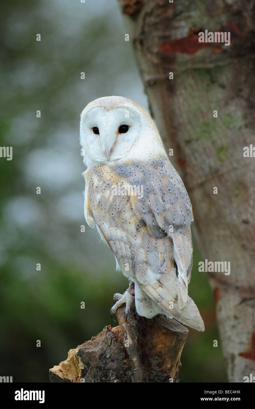 Owl owls birds hi-res stock photography and images - Alamy