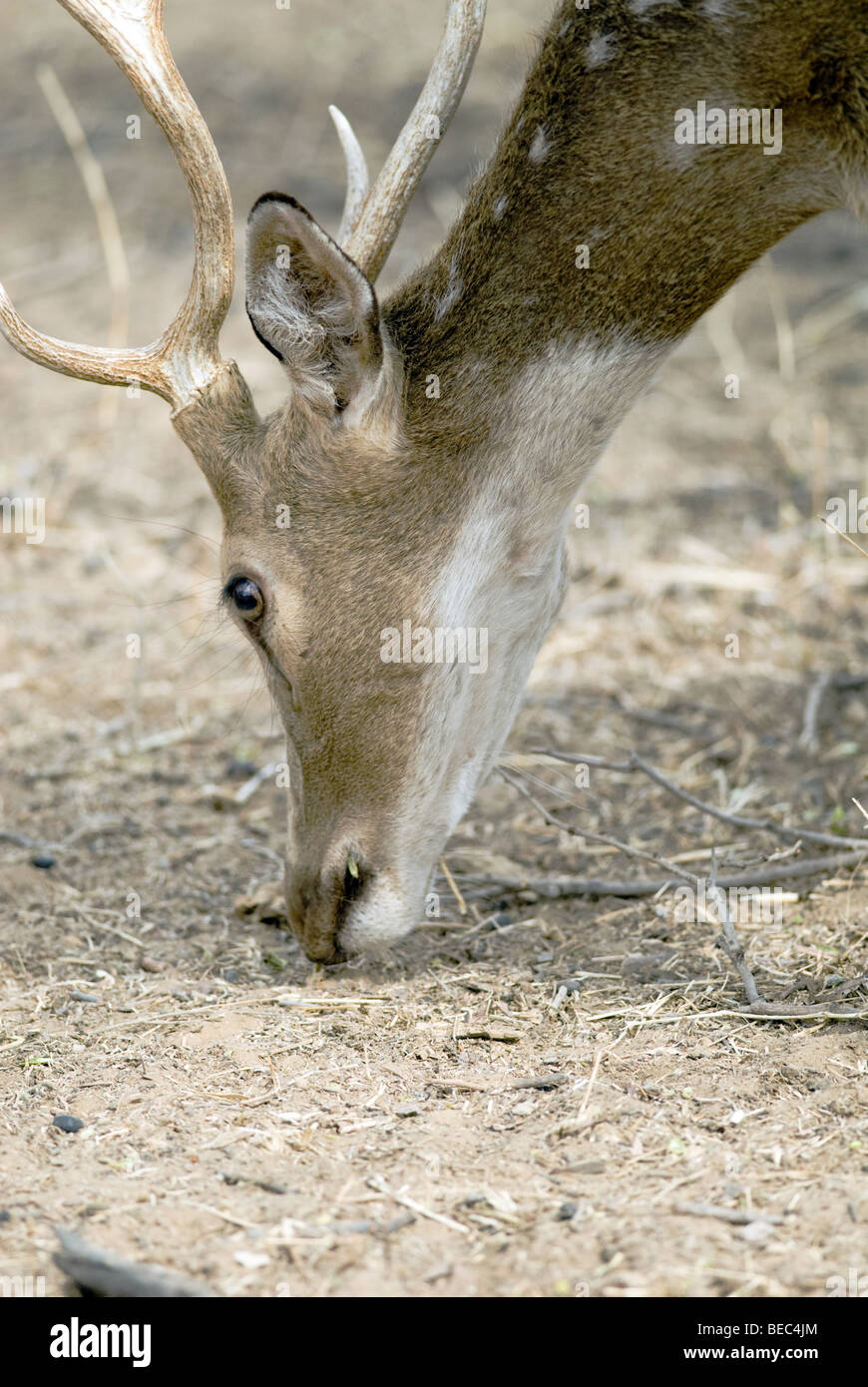 Chital head close up Stock Photo - Alamy