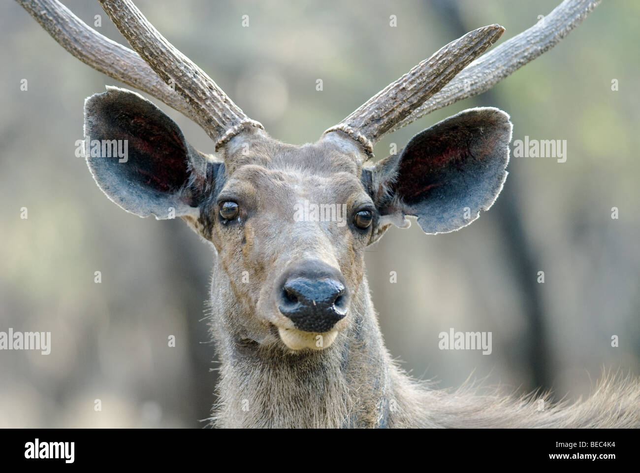 Male Sambar deer with antlers Stock Photo - Alamy