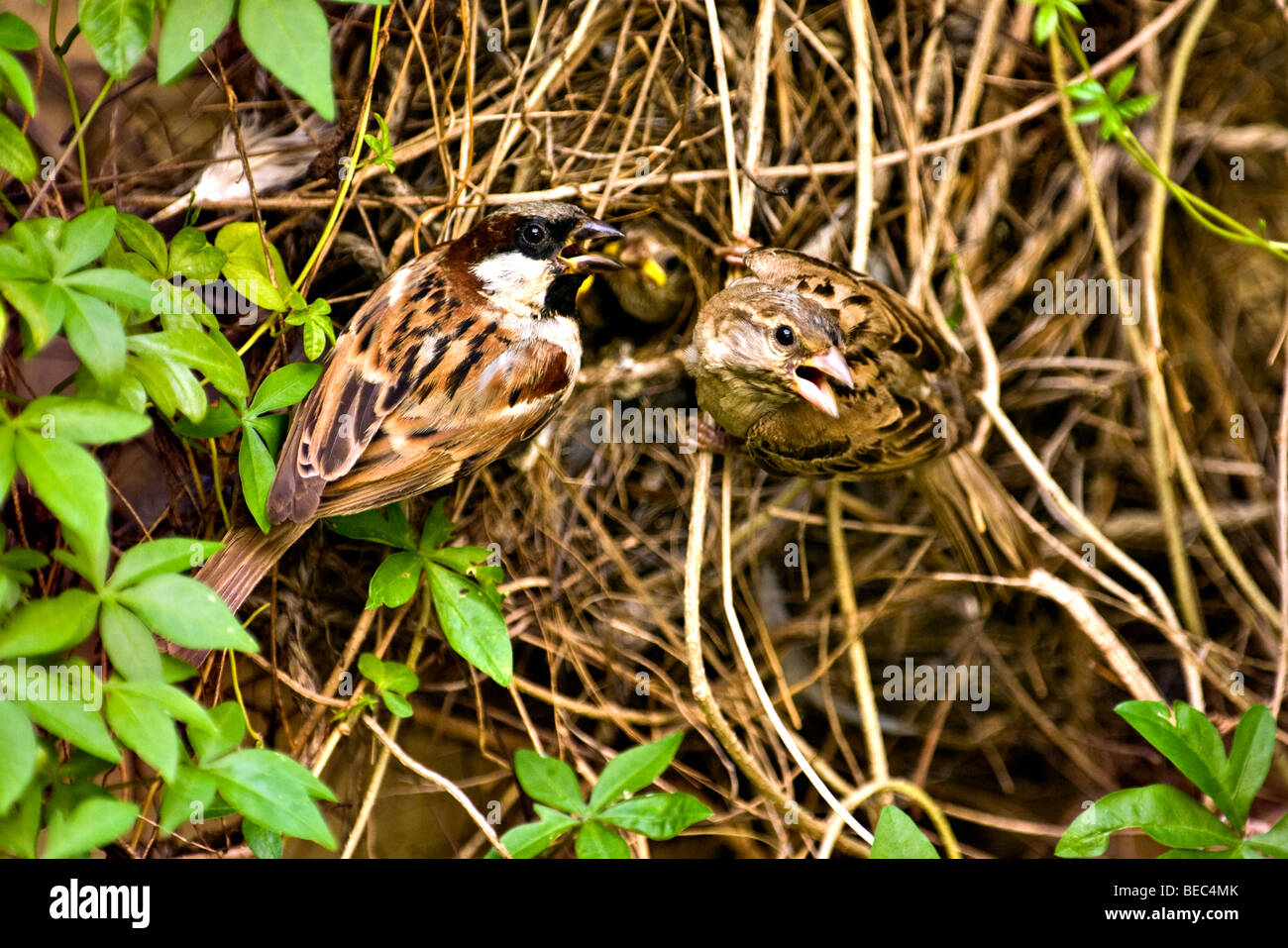 House Sparrow (Passer domesticus) nesting in a garden in India Stock ...