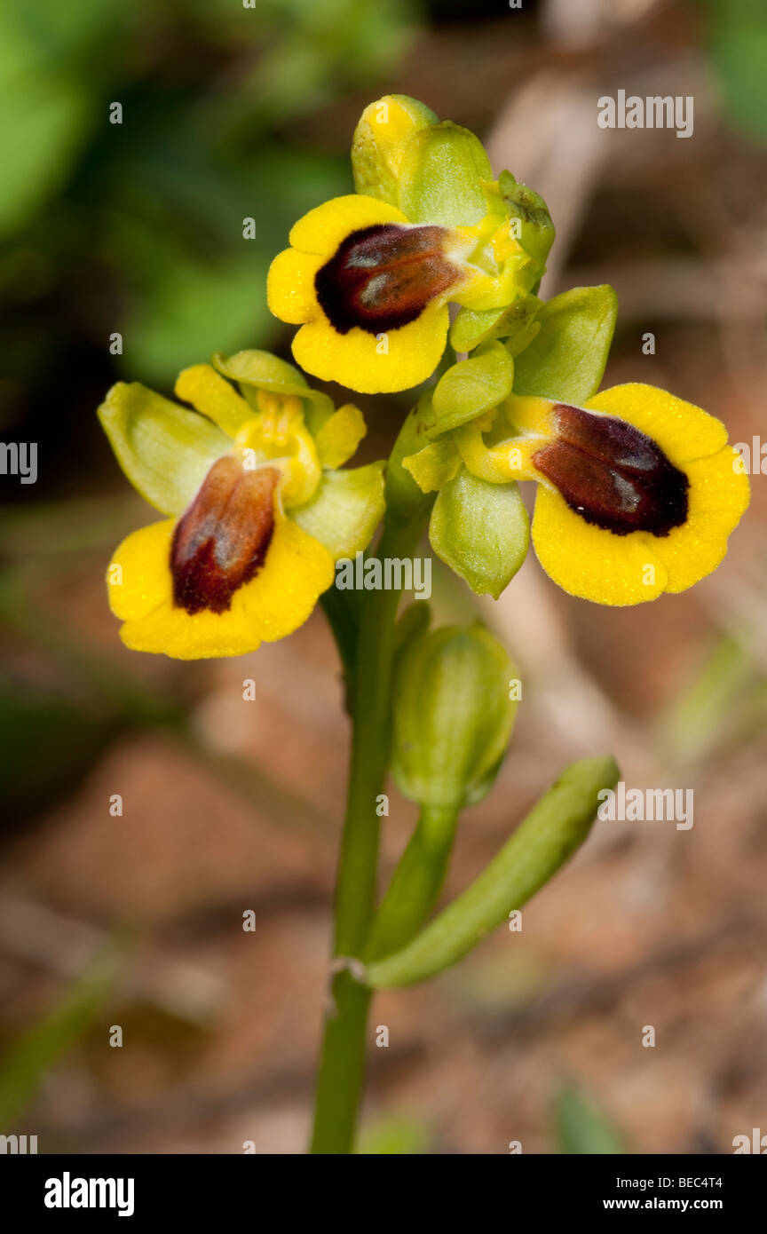 Yellow Ophrys (Ophrys lutea subsp. lutea Stock Photo - Alamy