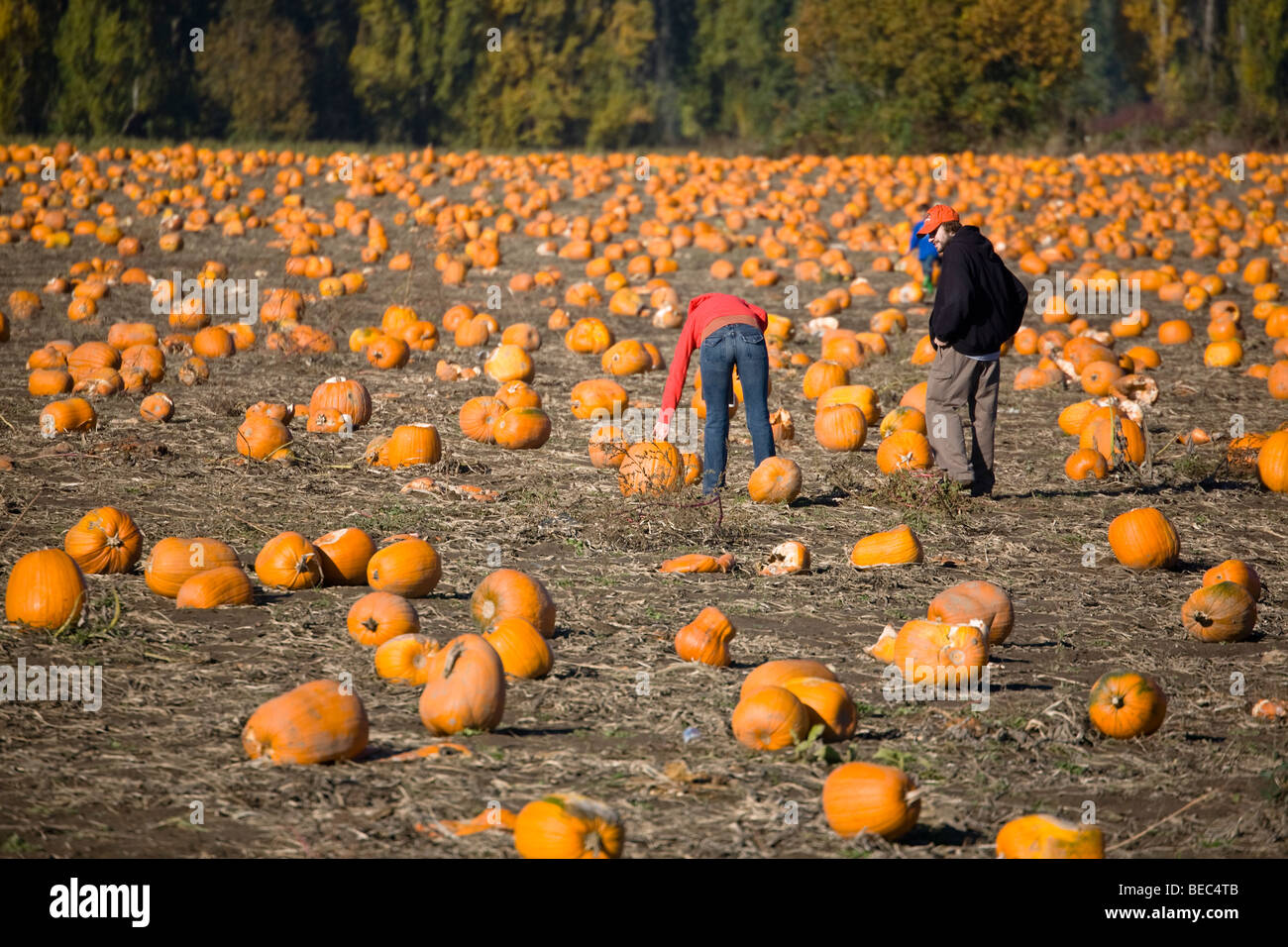 People choosing their pumpkin from the pumpkin crop on Sauvie Island ...
