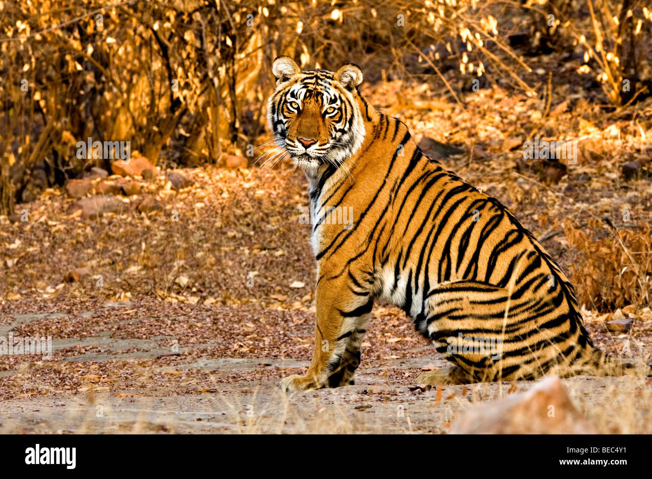 Tiger sitting on the forest tracks of Ranthambore tiger reserve in the ...