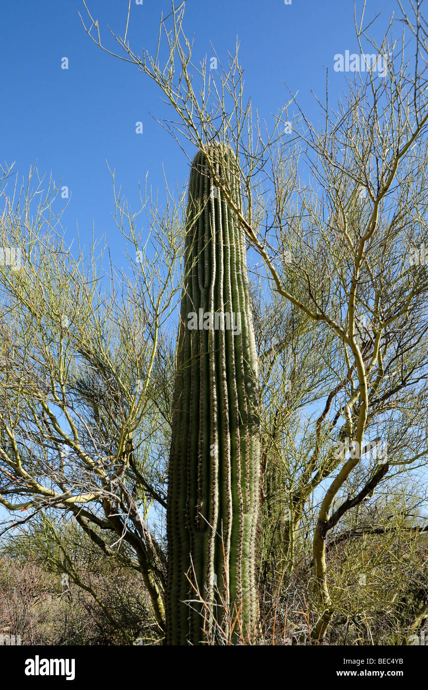 A young saguaro cactus (Carnegiea gigantea) grows under a palo verde ...