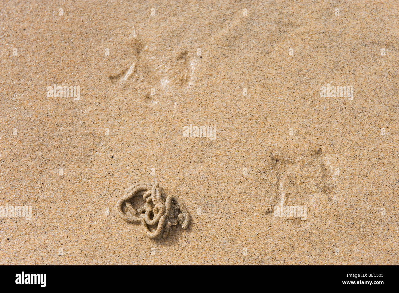 Lugworm cast and gull prints on sand on the beach at St Ives, UK Stock ...