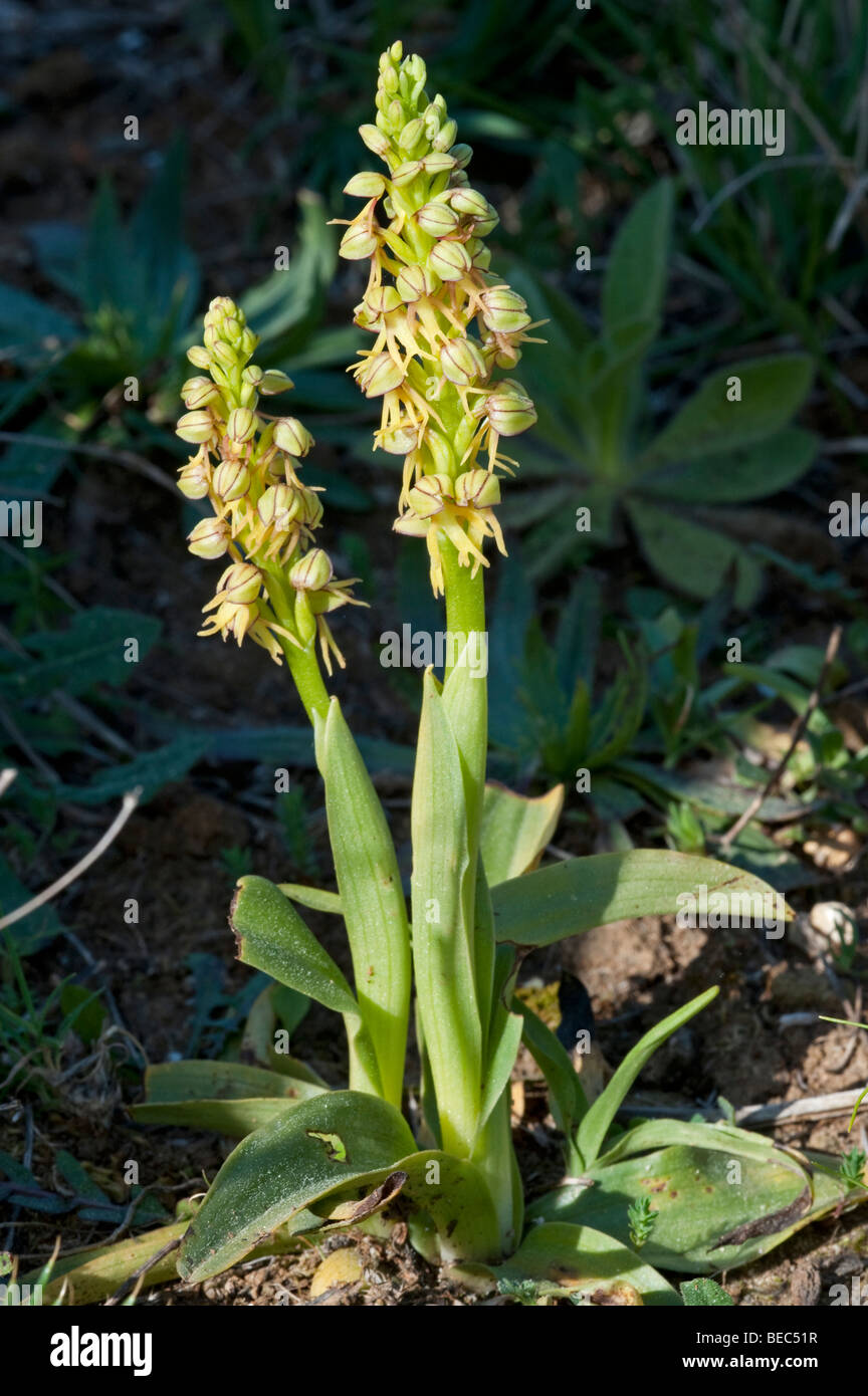 Man Orchid (Orchis anthropophorum Stock Photo - Alamy