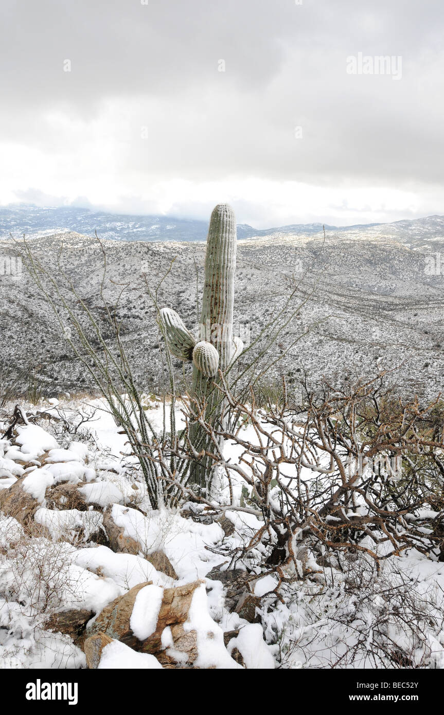 Saguaro in the snow hi-res stock photography and images - Alamy