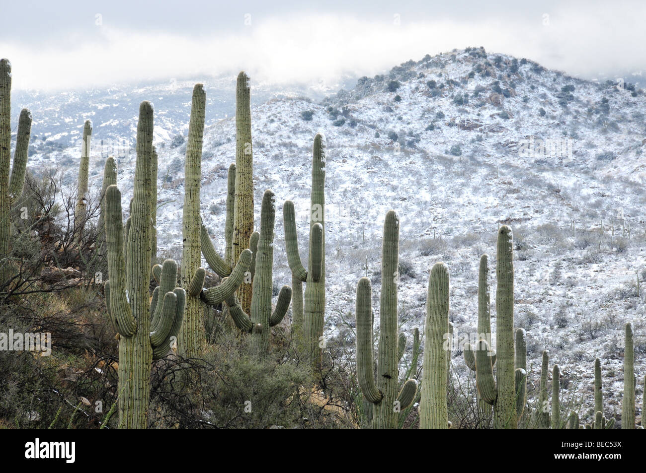 Snow covers saguaro cactus (carnegiea gigantea) in the Coronado ...