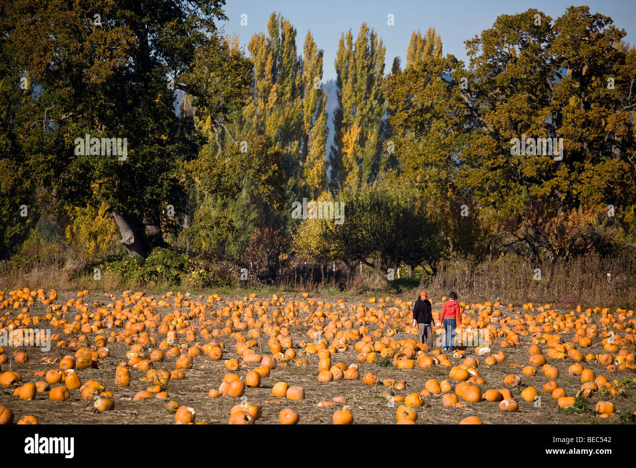 People choosing their pumpkins from the pumpkin crop on Sauvie Island ...