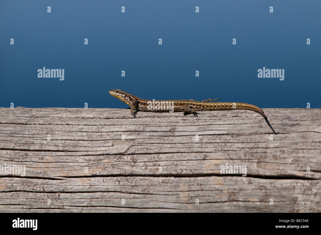 Iberian Wall Lizard (Podarcis hispanica Stock Photo - Alamy