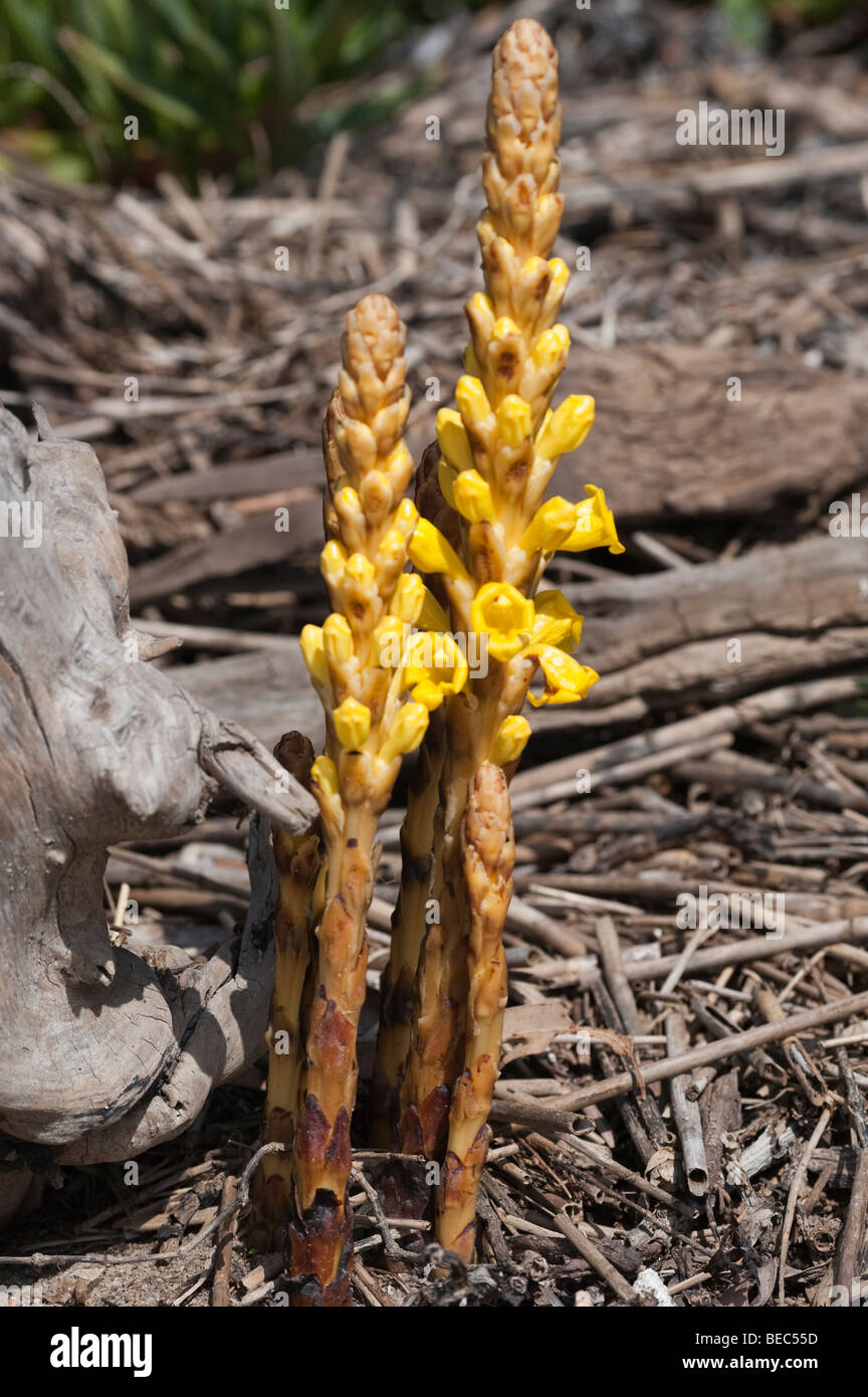 Cistanche phelypaea ssp. phelypaea Stock Photo - Alamy