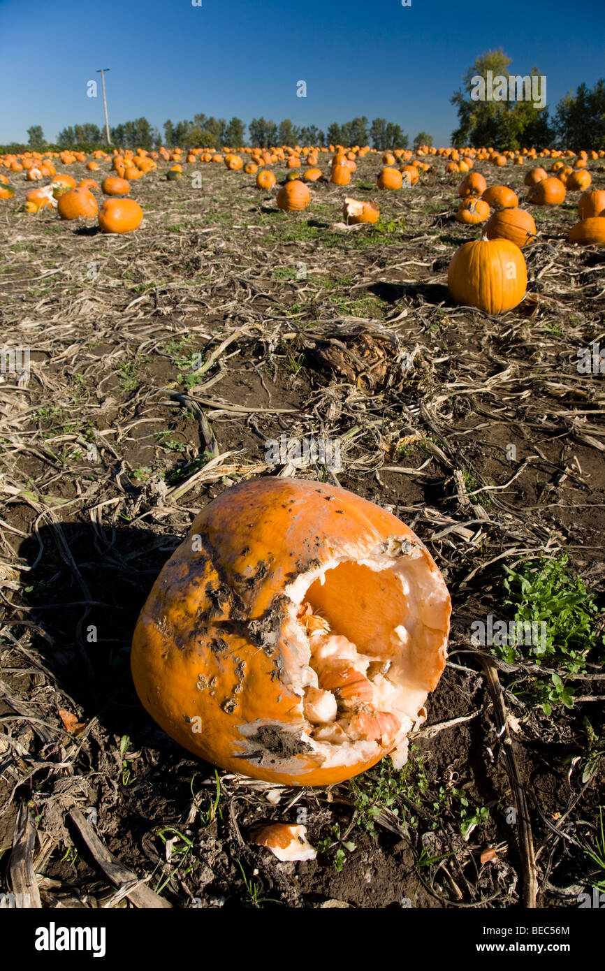 The pumpkin crop on Sauvie Island, Portland, Oregon, USA Stock Photo ...