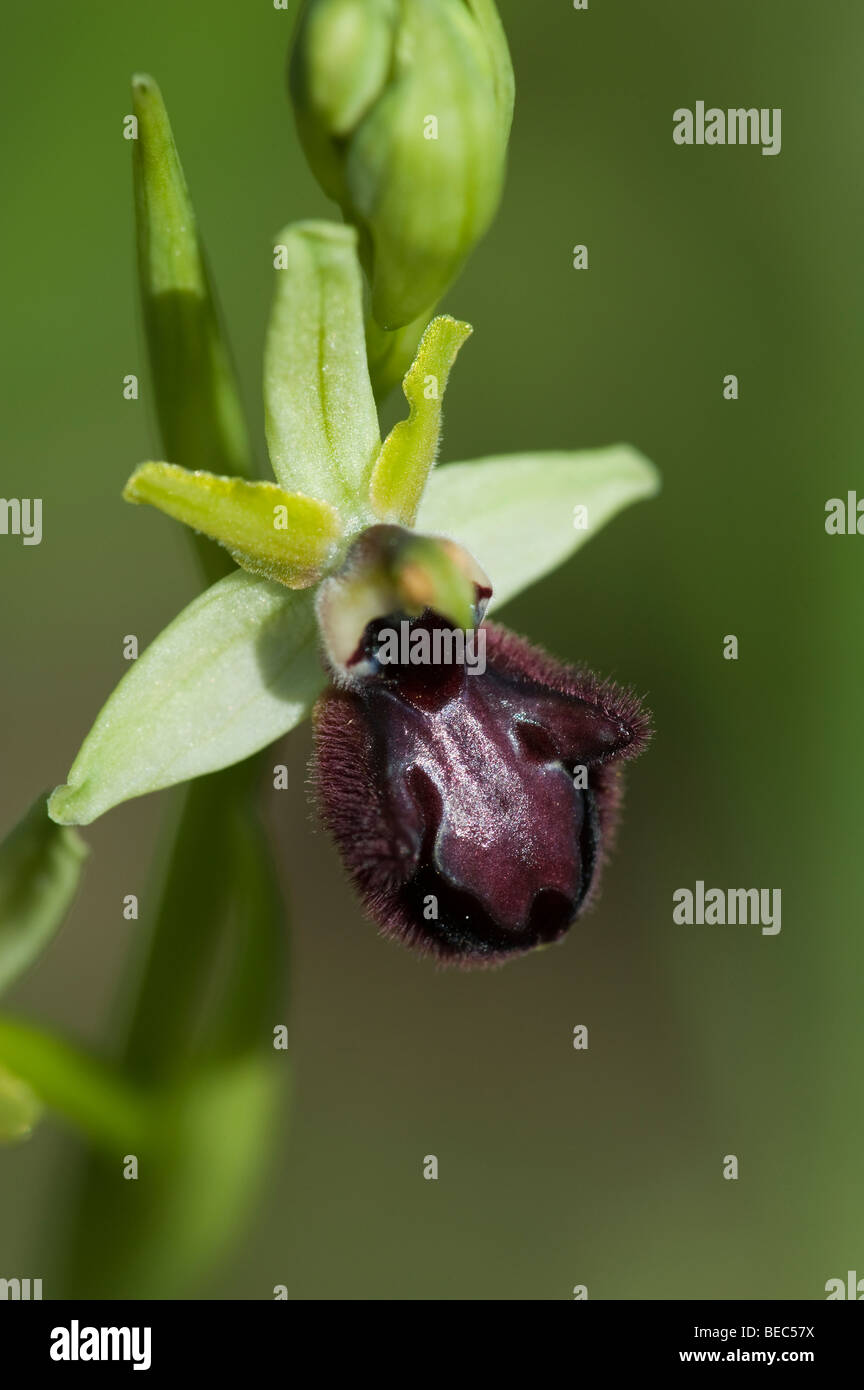 Ophrys sphegodes subsp atrata hi-res stock photography and images - Alamy