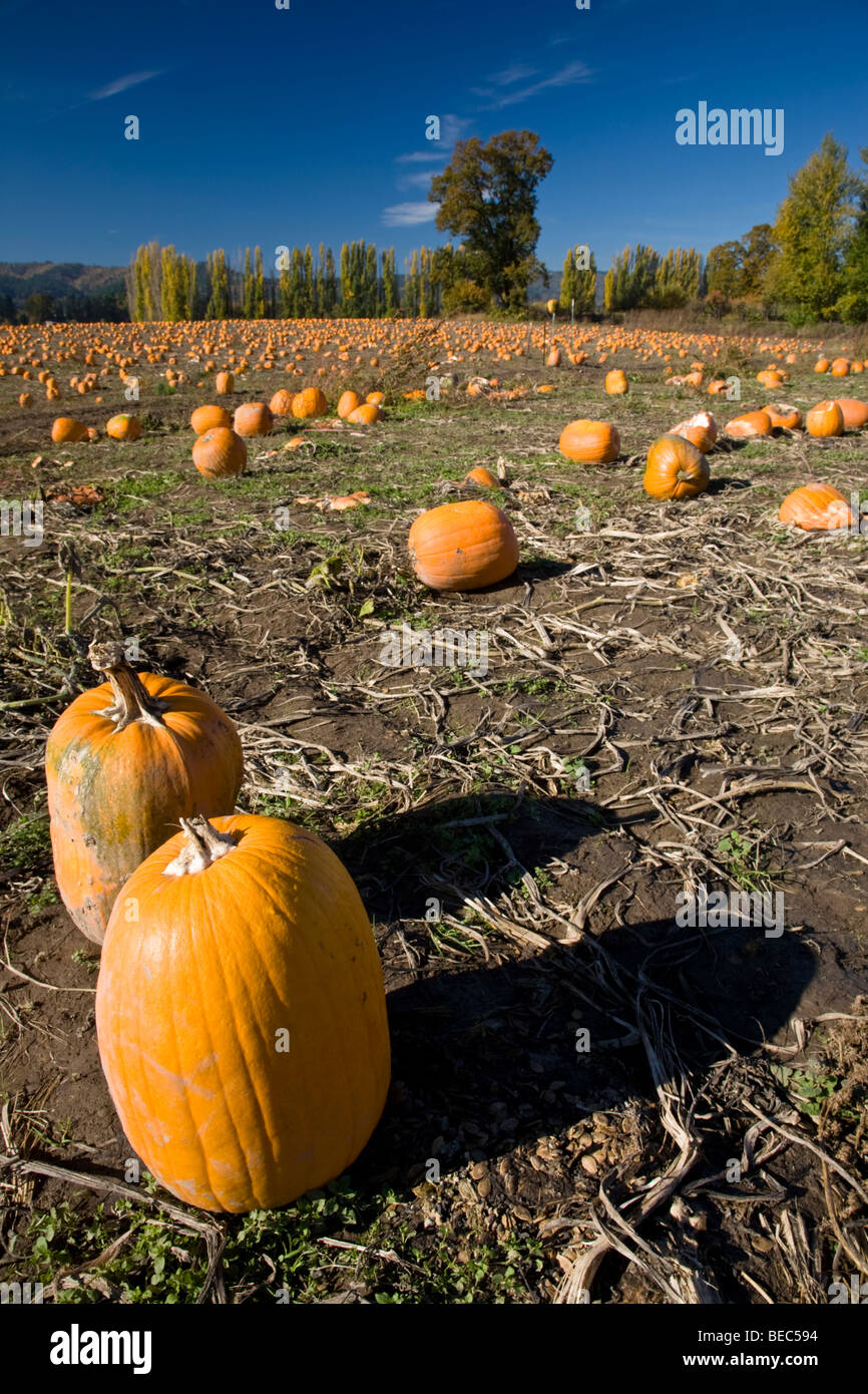 The pumpkin crop on Sauvie Island, Portland, Oregon, USA Stock Photo ...