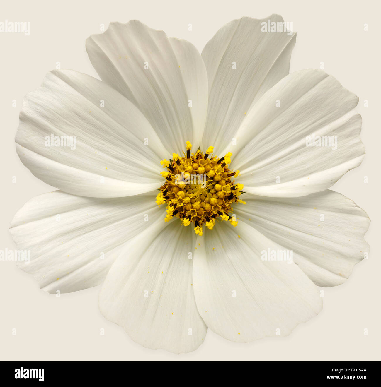 White cut hi-res stock photography and images - Alamy