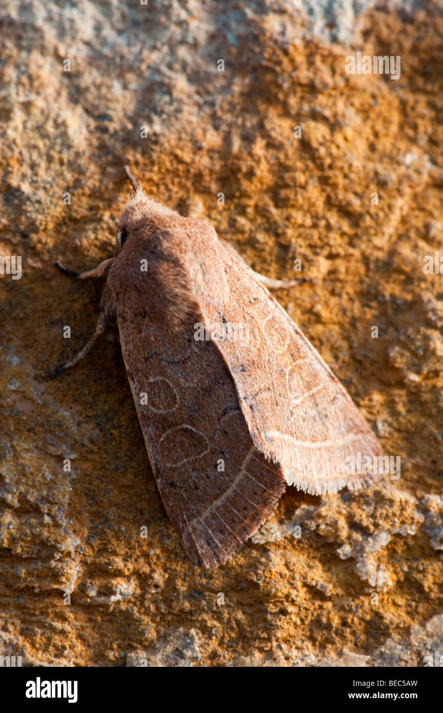 Common Quaker (Orthosia cerasi Stock Photo - Alamy
