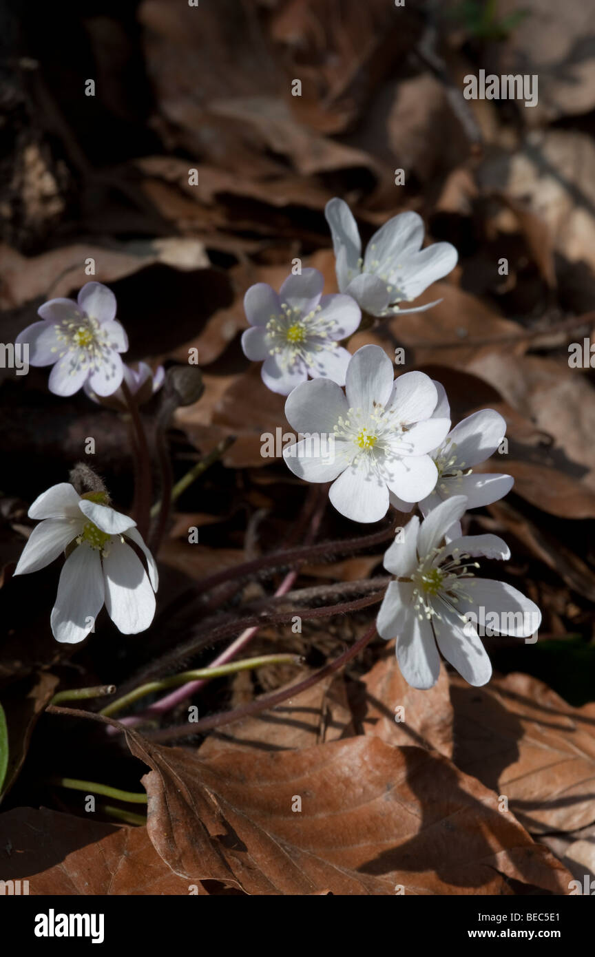 Hepatica hepatica hi-res stock photography and images - Alamy