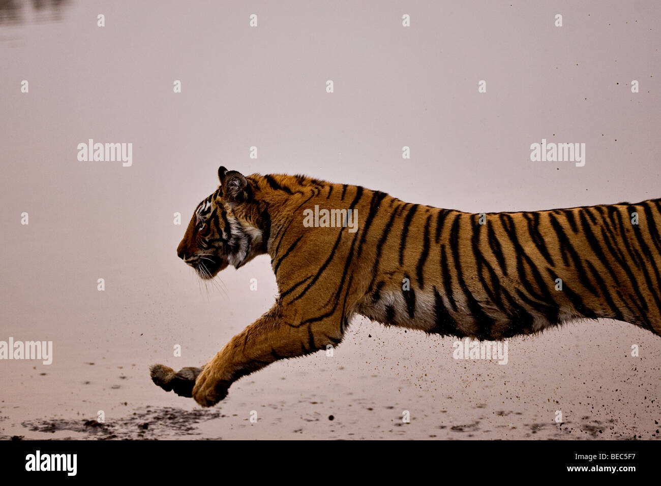Tiger charging by the side of a lake in Ranthambore tiger reserve Stock ...