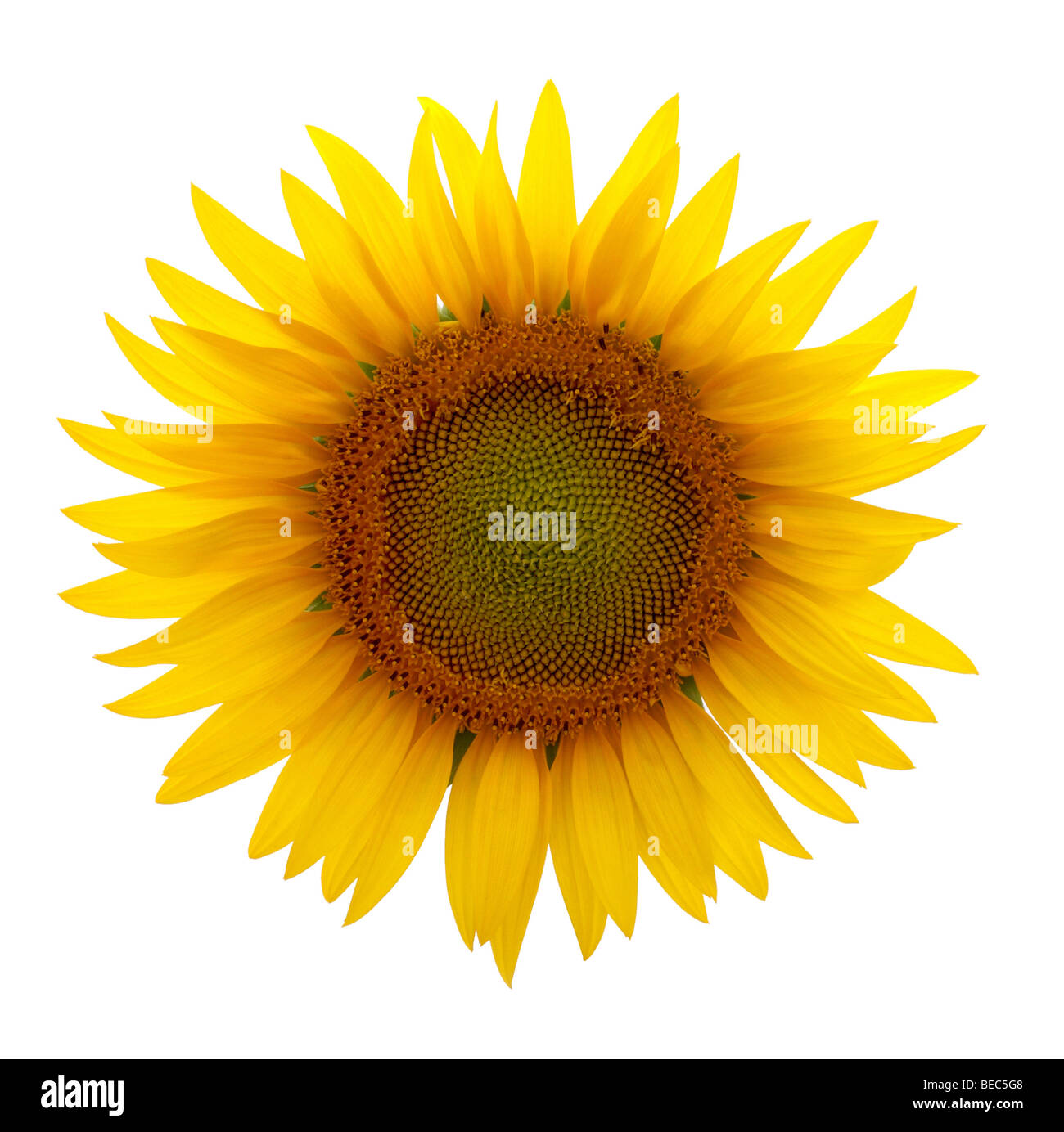 Sunflower hi-res stock photography and images - Alamy