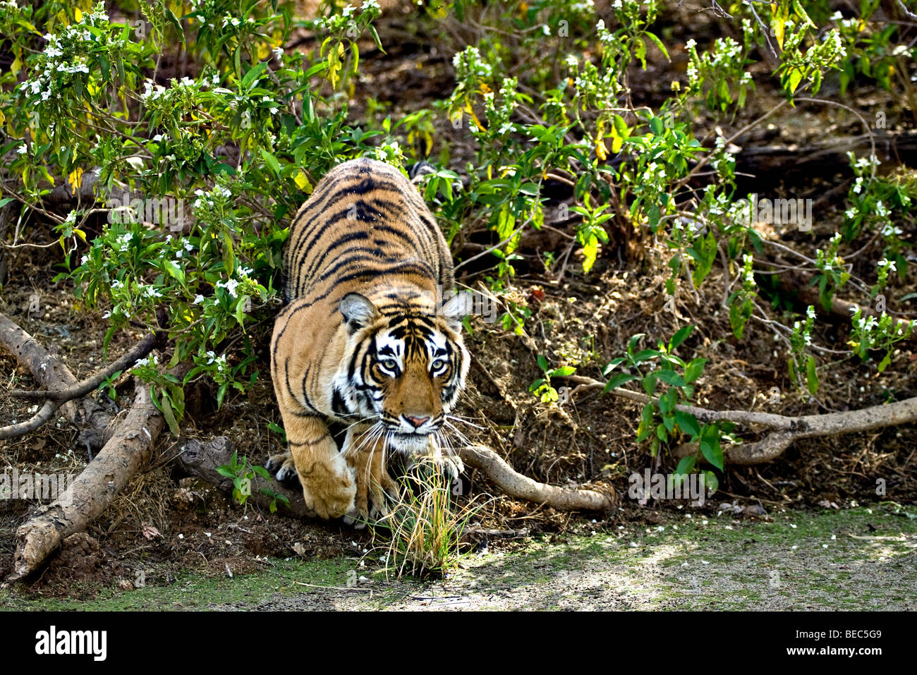 Tiger Leap High Resolution Stock Photography and Images - Alamy