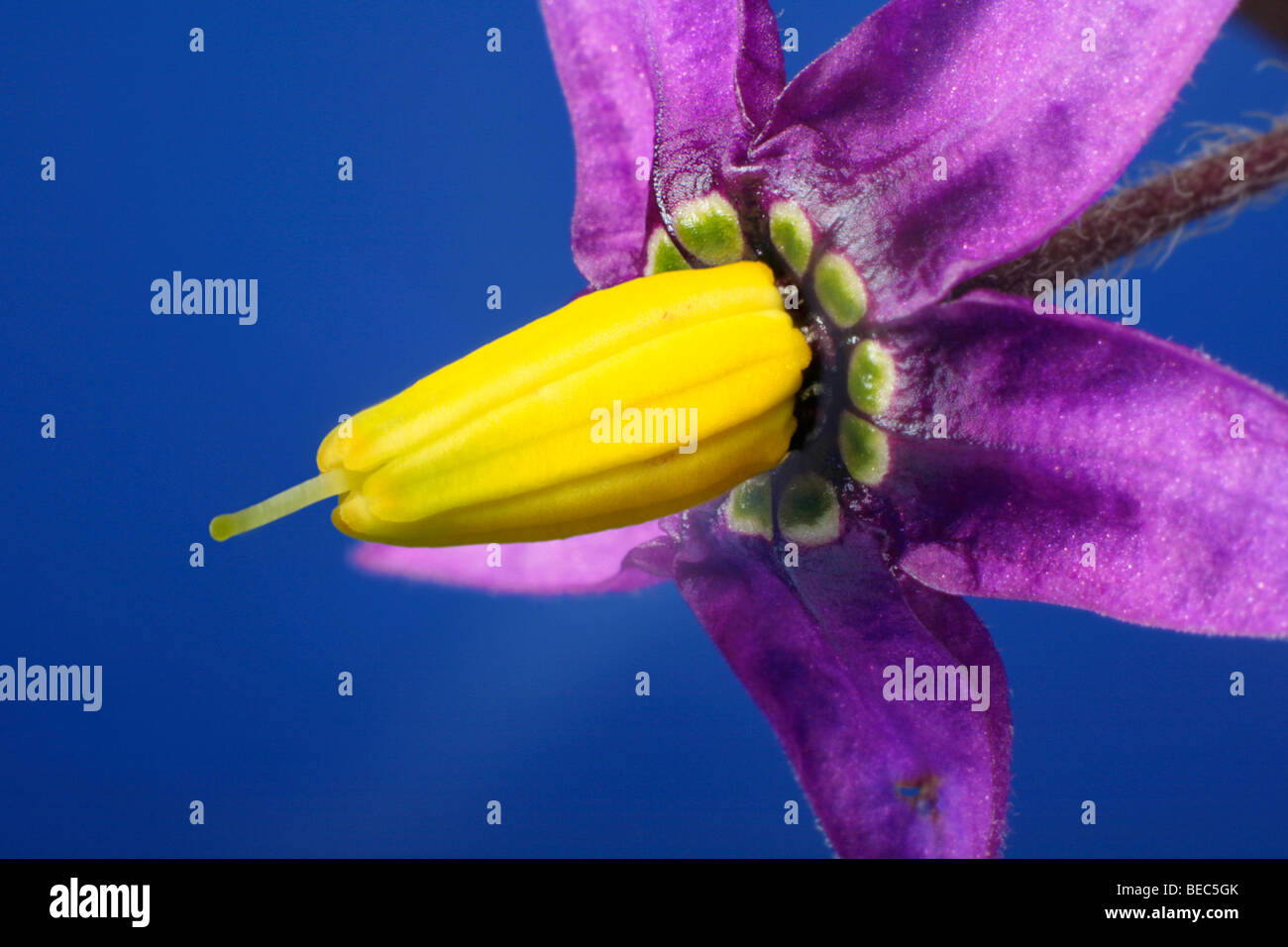 nightshade and blue sky Stock Photo - Alamy