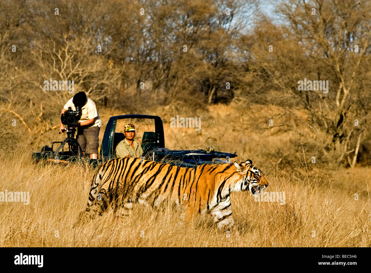 Professional cameraman filming tigers in Ranthambhore from a car Stock ...