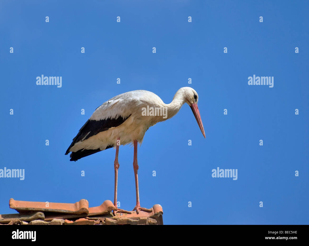 Stork hi-res stock photography and images - Alamy
