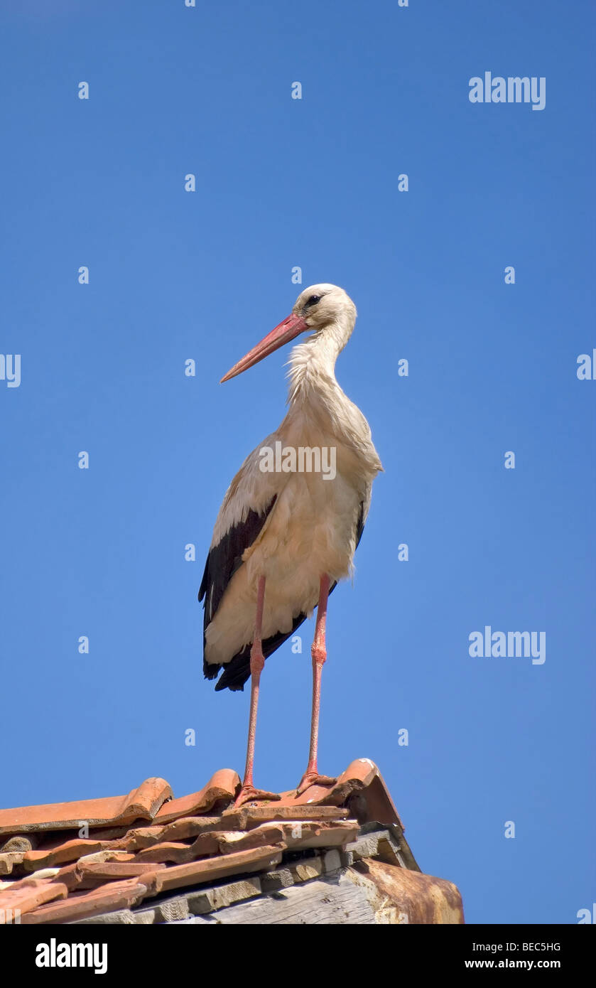Standing stork hi-res stock photography and images - Alamy