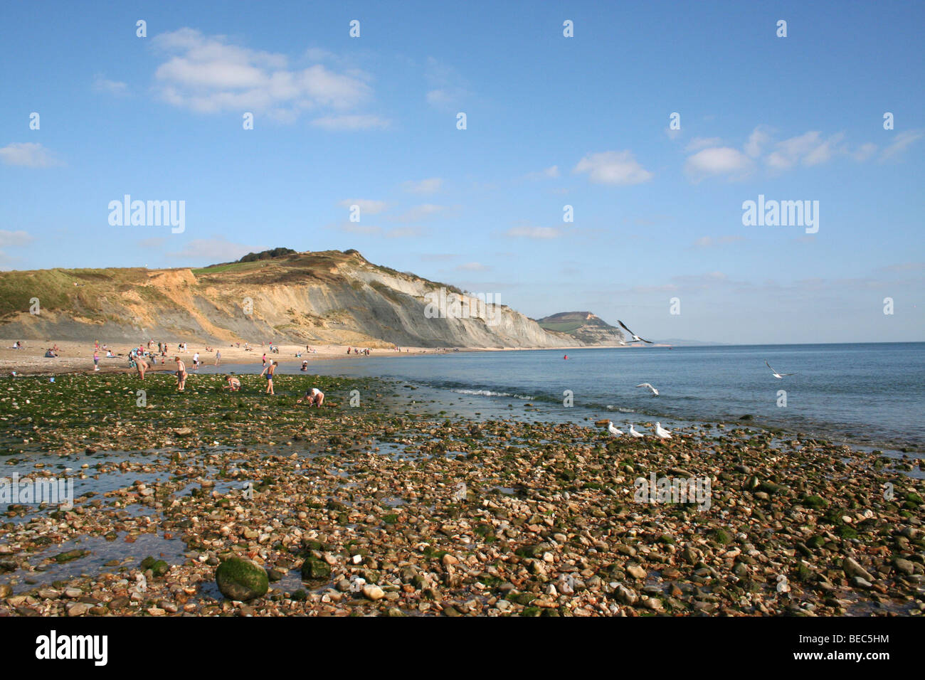 Charmouth Cliffs on a hot sunny day Stock Photo - Alamy