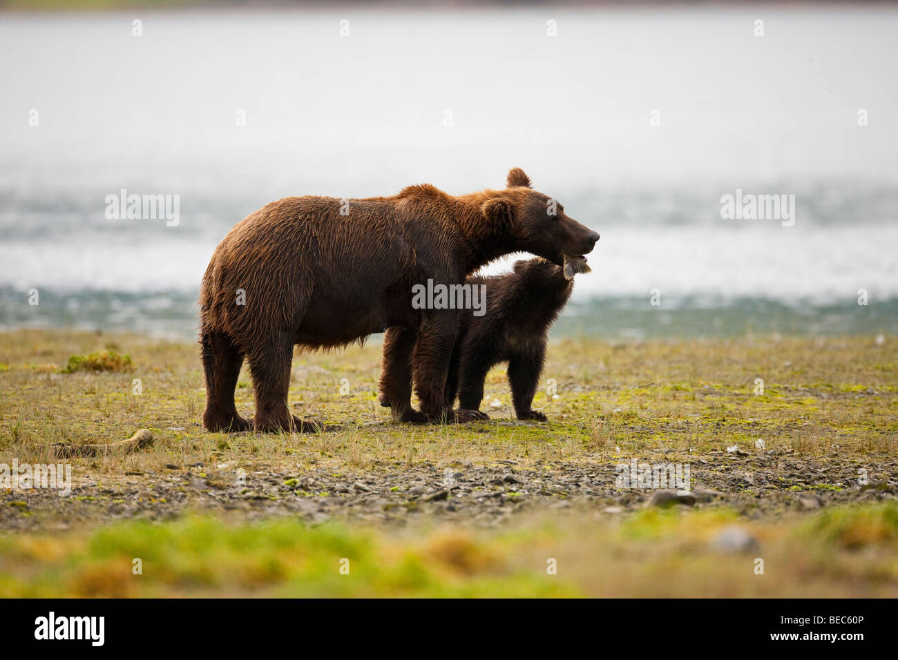 Grizzly bear sow feeding their cub in Geographic Bay Katmai National ...