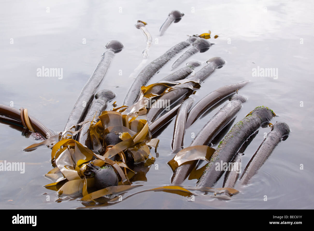 Seaweed kelp floating hi-res stock photography and images - Alamy