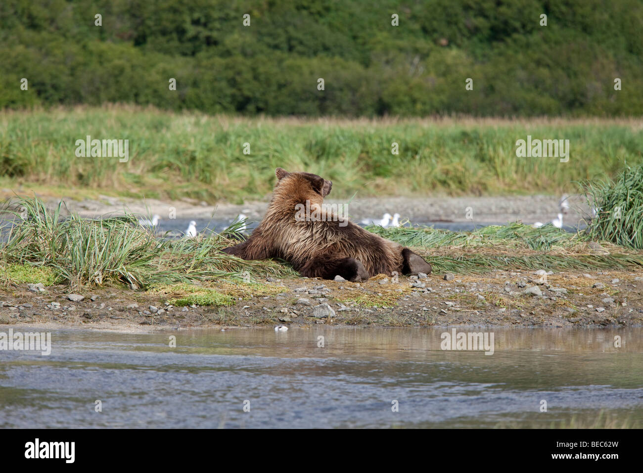 Grizzly bear laying down in Geographic Bay Katmai National Park Alaska ...
