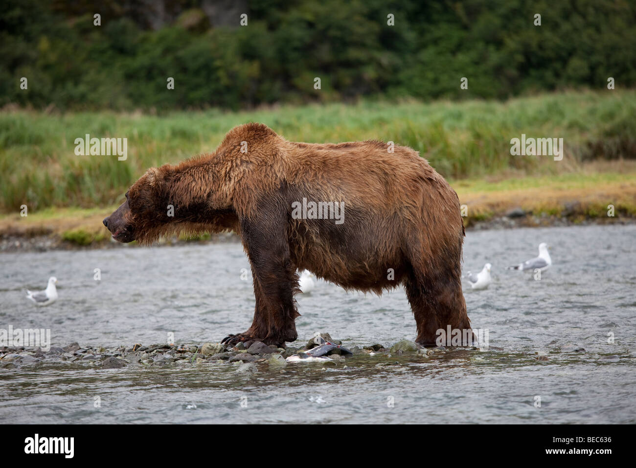 Grizzly bear sow fishing in Geographic Bay Katmai National Park Alaska ...