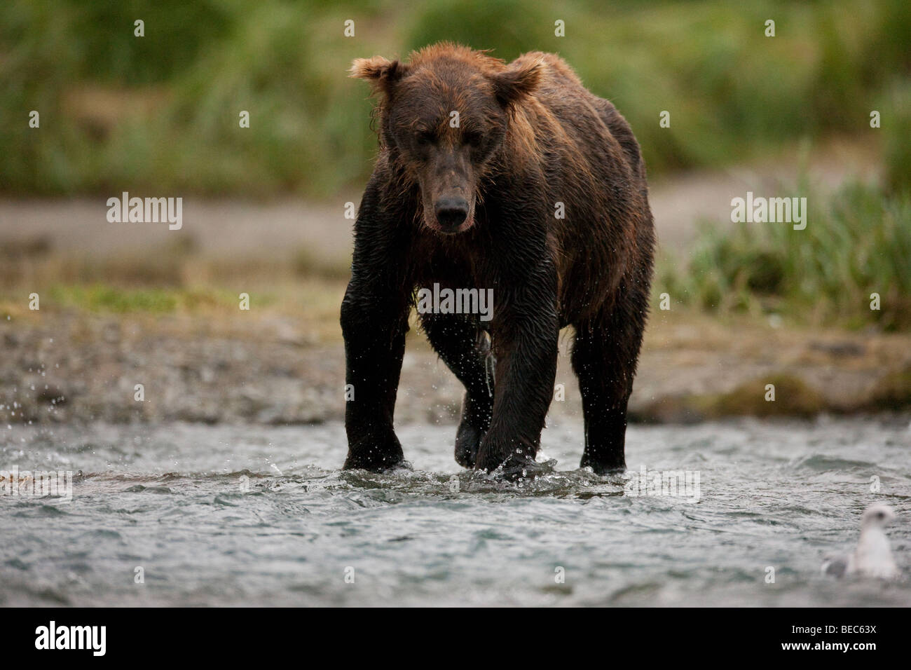 Grizzly bear fishing in Geographic Bay Katmai National Park Alaska ...