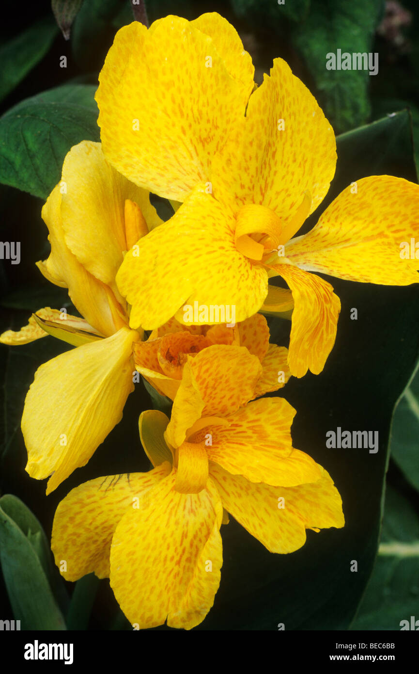 Canna 'Tropical Yellow' yellow flower flowers exotic garden plant ...