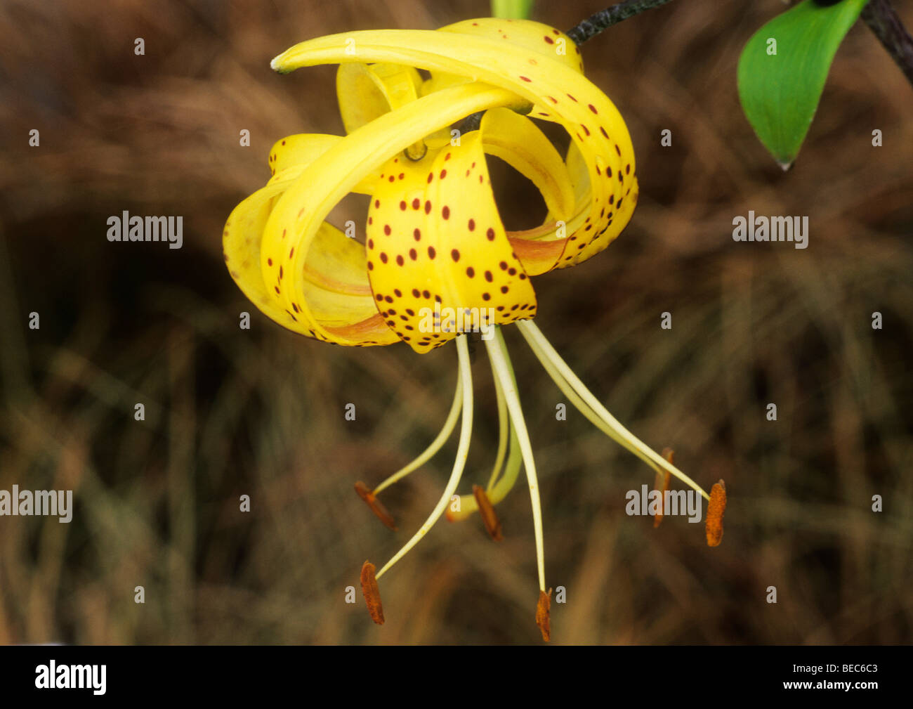 Lilium lancifolium flavissimum yellow flower Turks turban lily garden ...