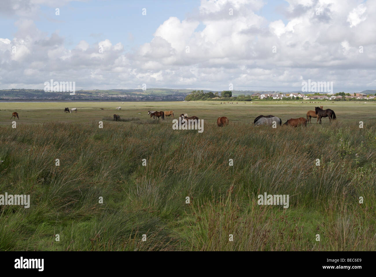 Wild horses roaming near Crofty, Llanrhidian marsh on the Gower ...