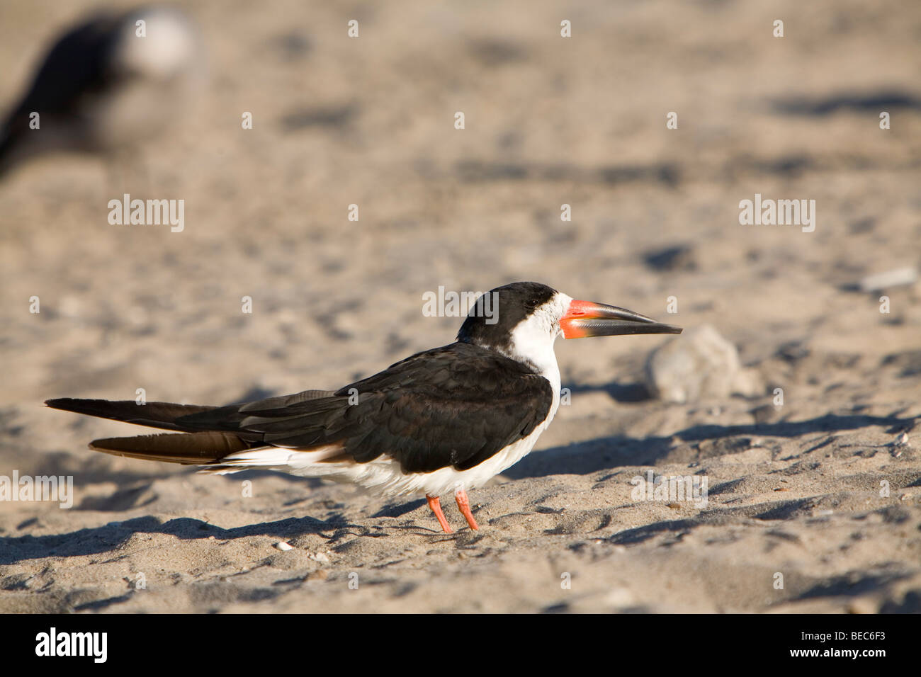 Skimmers shorebirds hi-res stock photography and images - Alamy