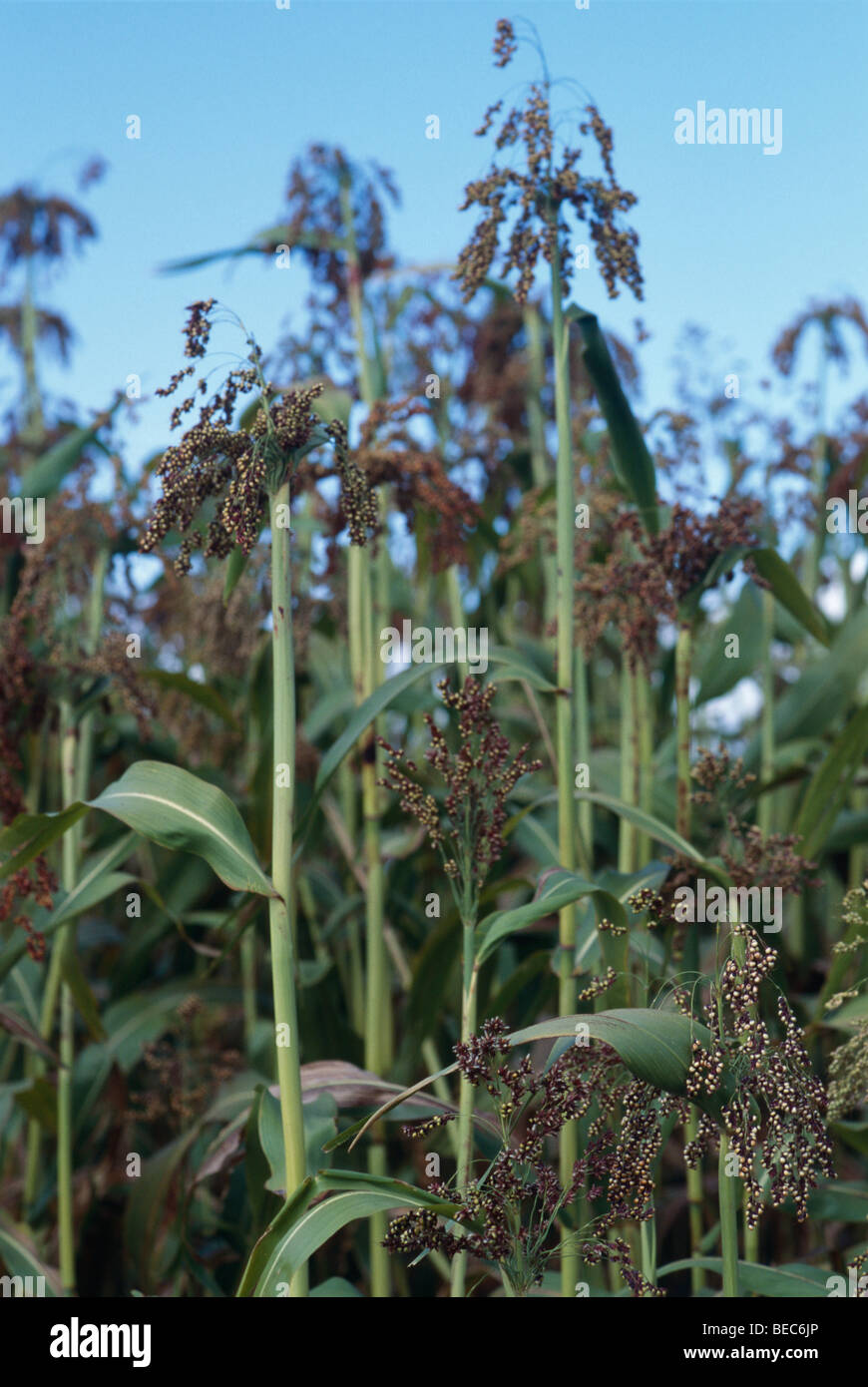 Millet Definition In Amharic at Jimmy Lewis blog