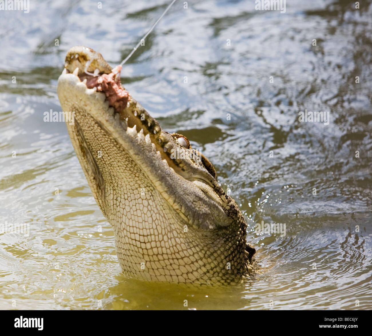 Feeding the crocodile hi-res stock photography and images - Alamy